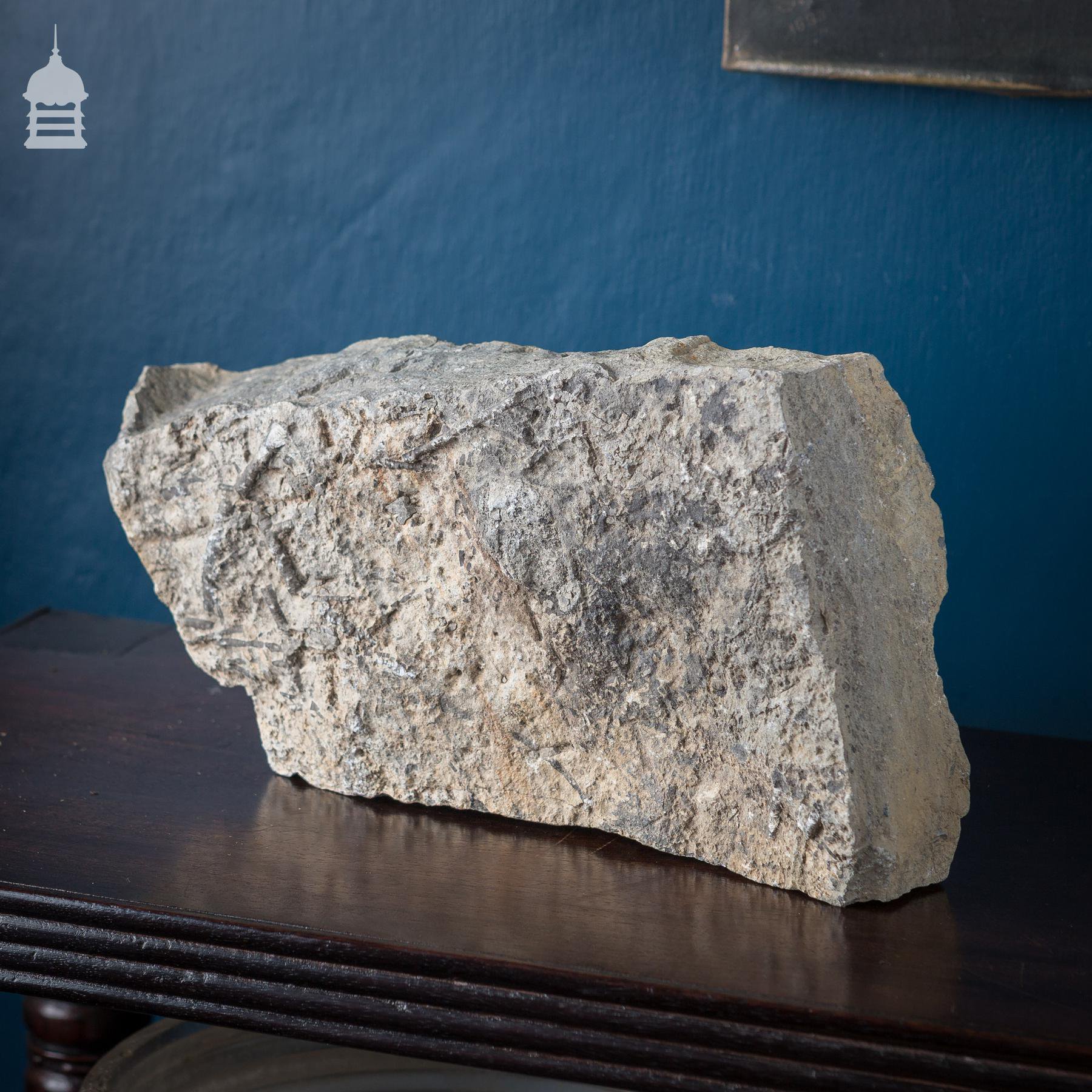 Prehistoric Late Paleozoic Carboniferous Fossiliferous Limestone Rock ...