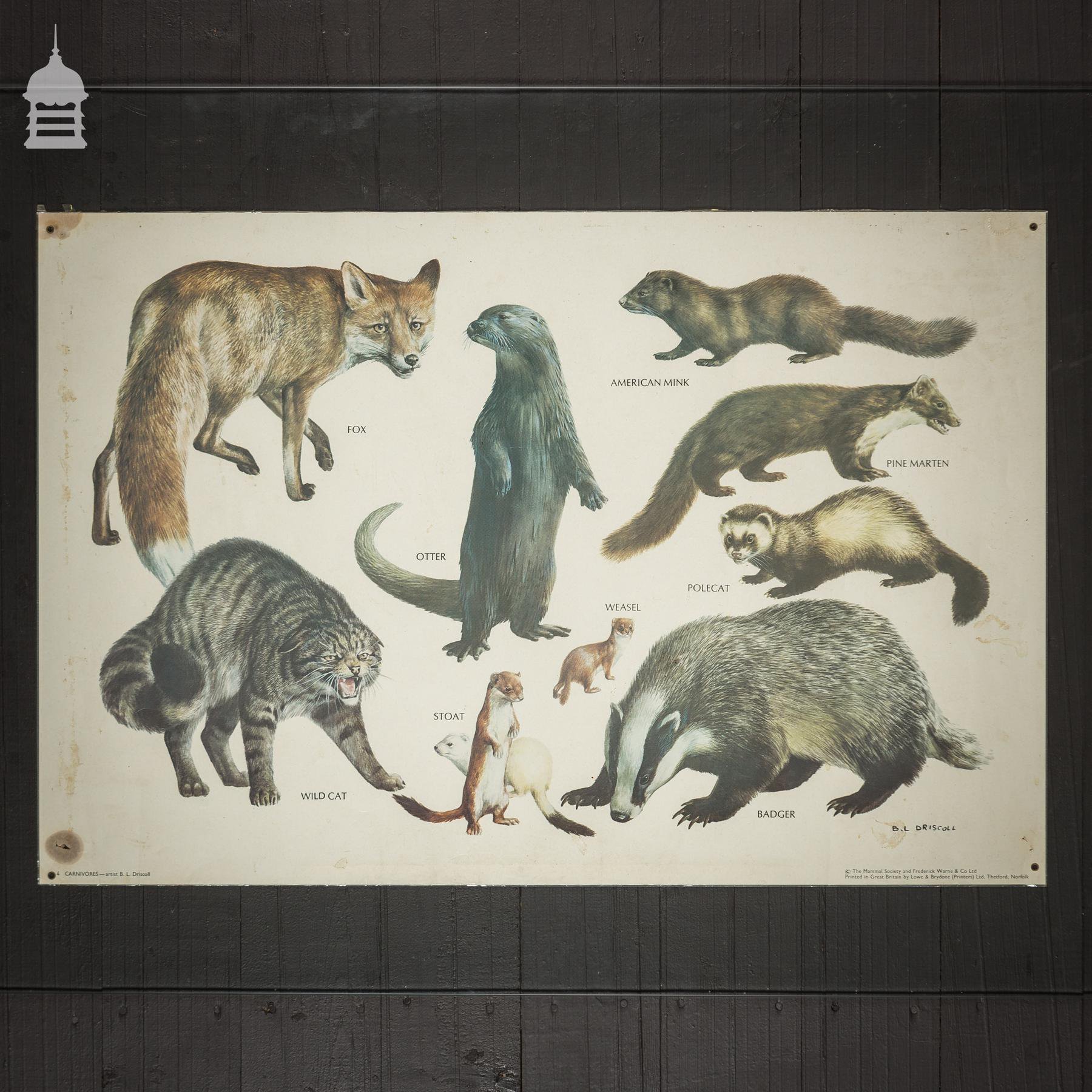 Vintage Carnivores Poster by The Mammal Society | Norfolk Reclamation