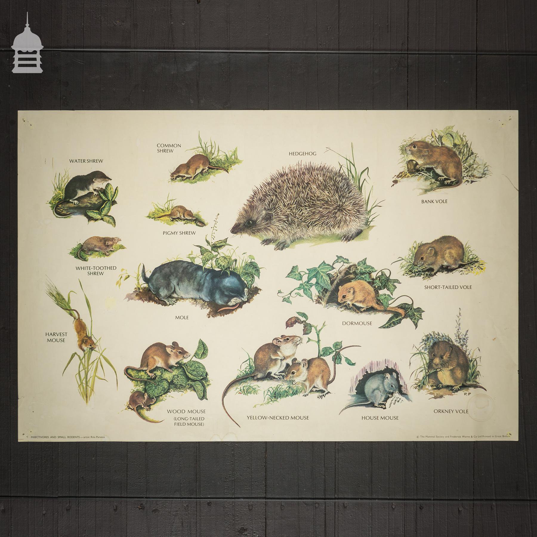 Vintage Wildlife Mammals Poster | Norfolk Reclamation